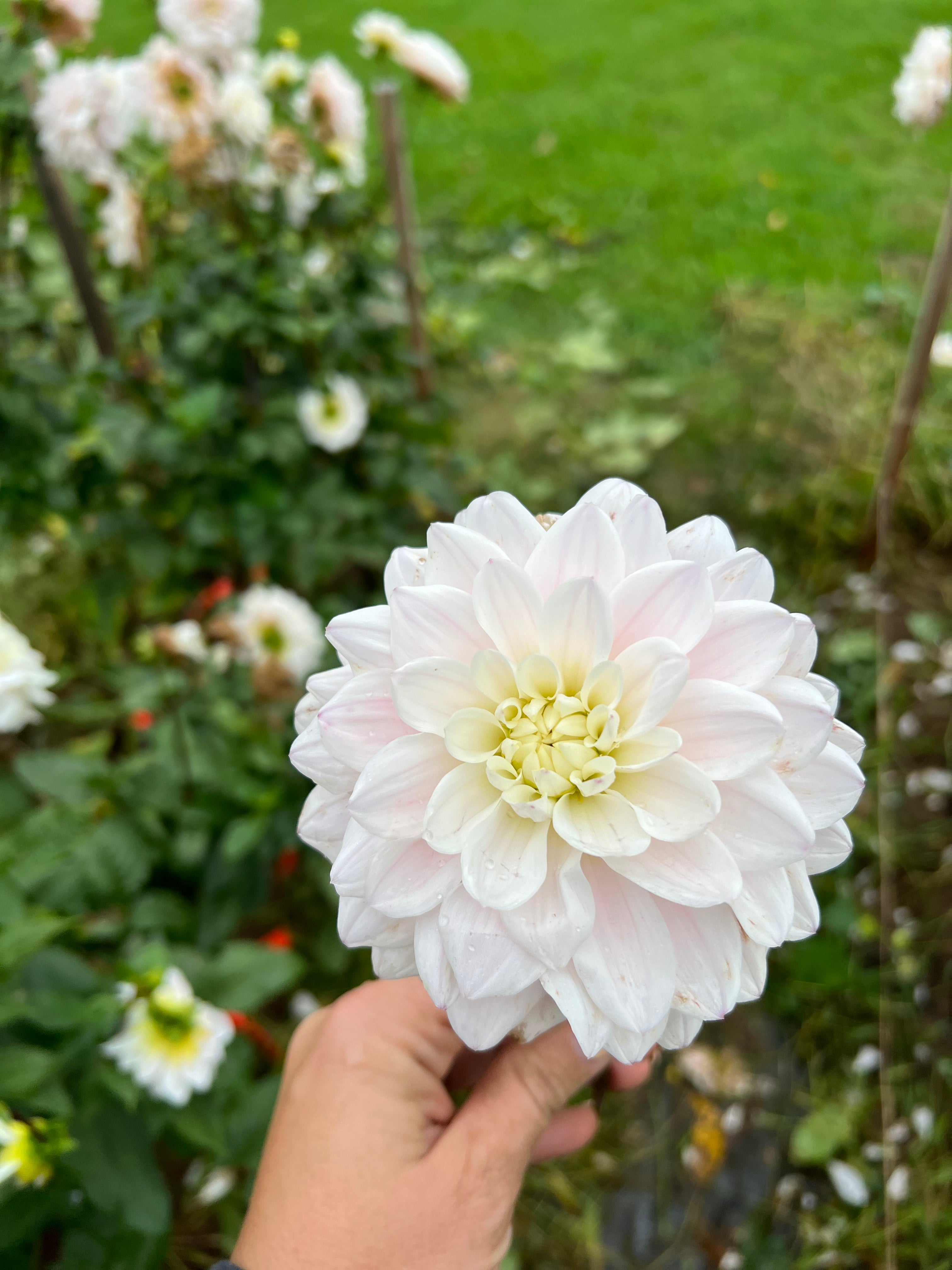 Silver Years – Brushaber Blooms