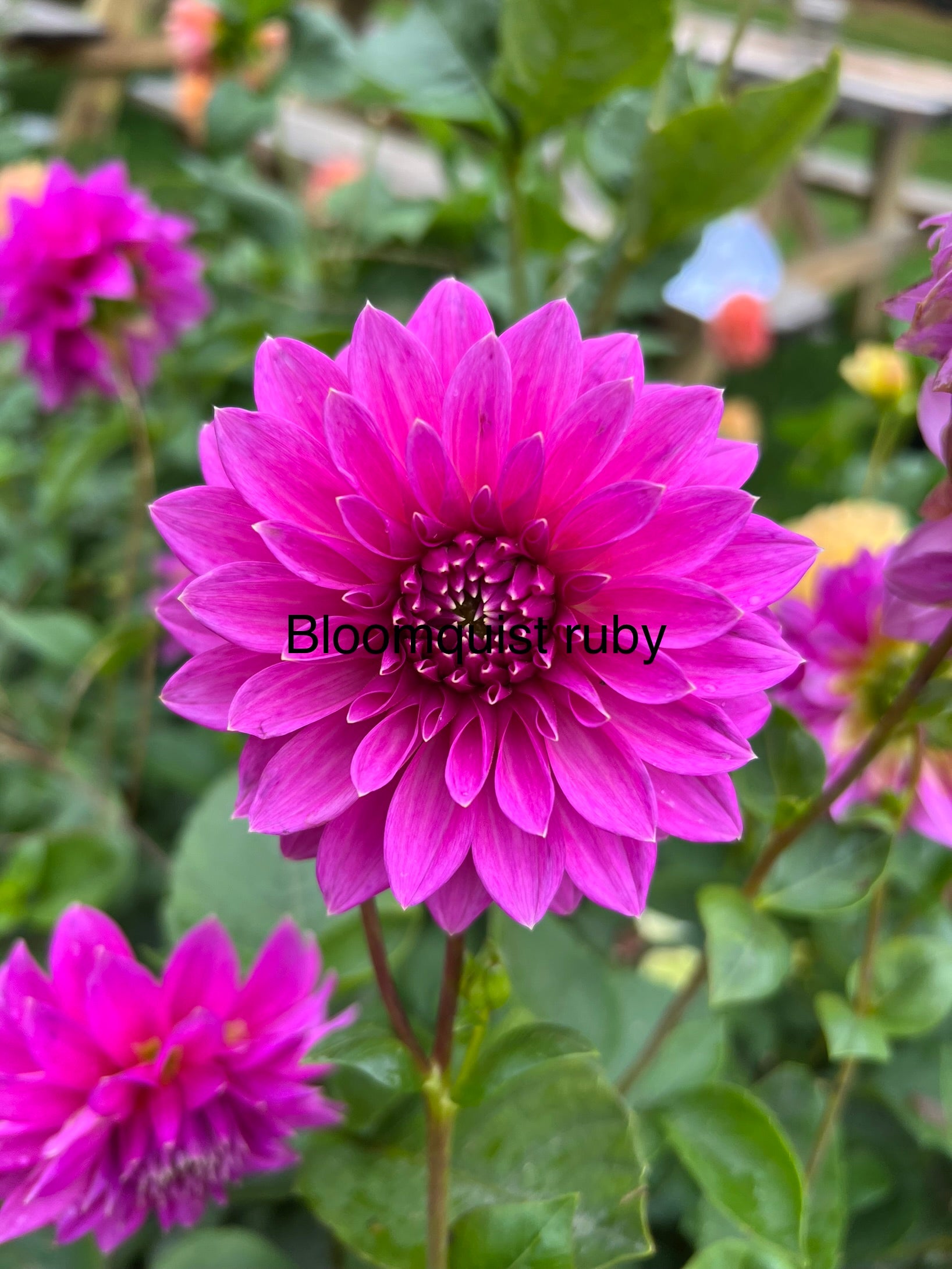 Bloomquist Ruby – Brushaber Blooms