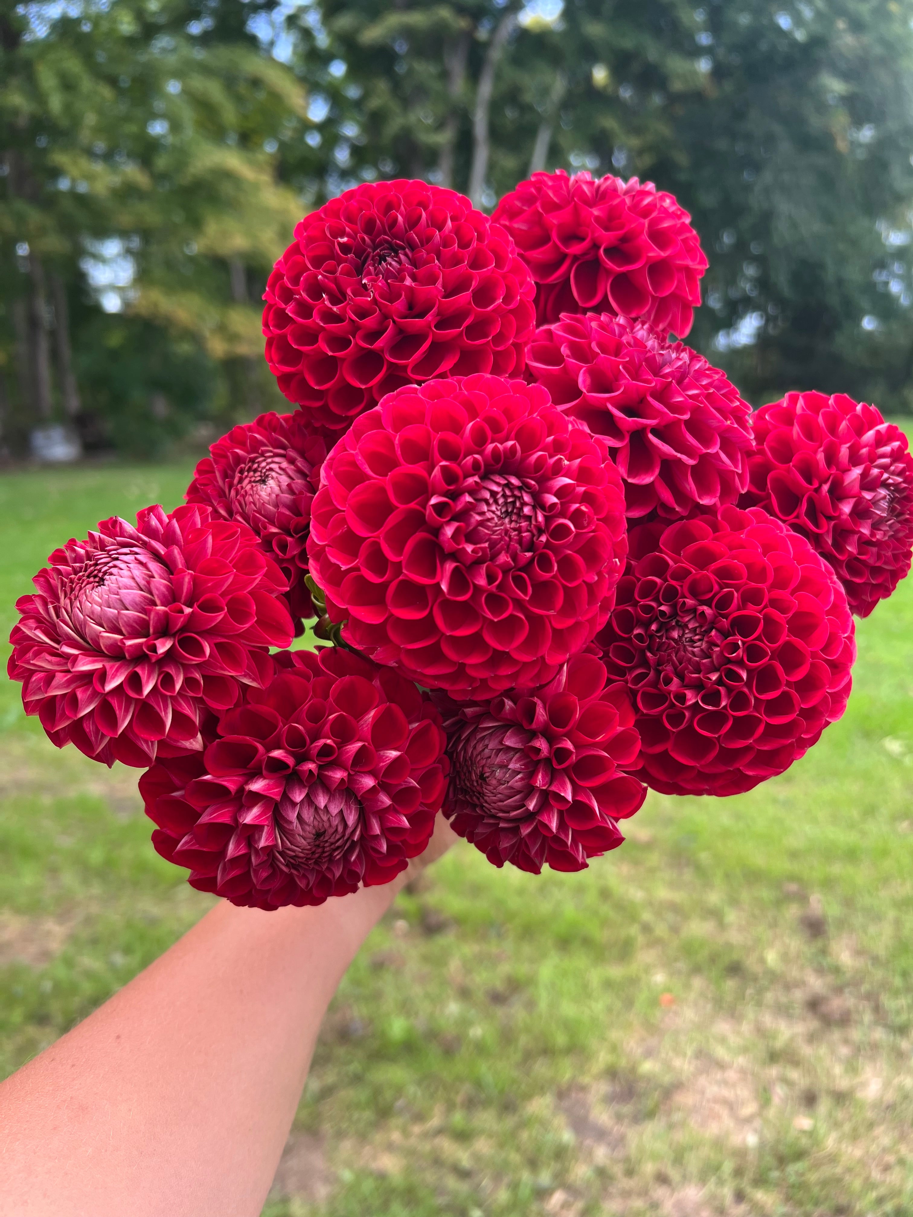 Cornel Red – Brushaber Blooms