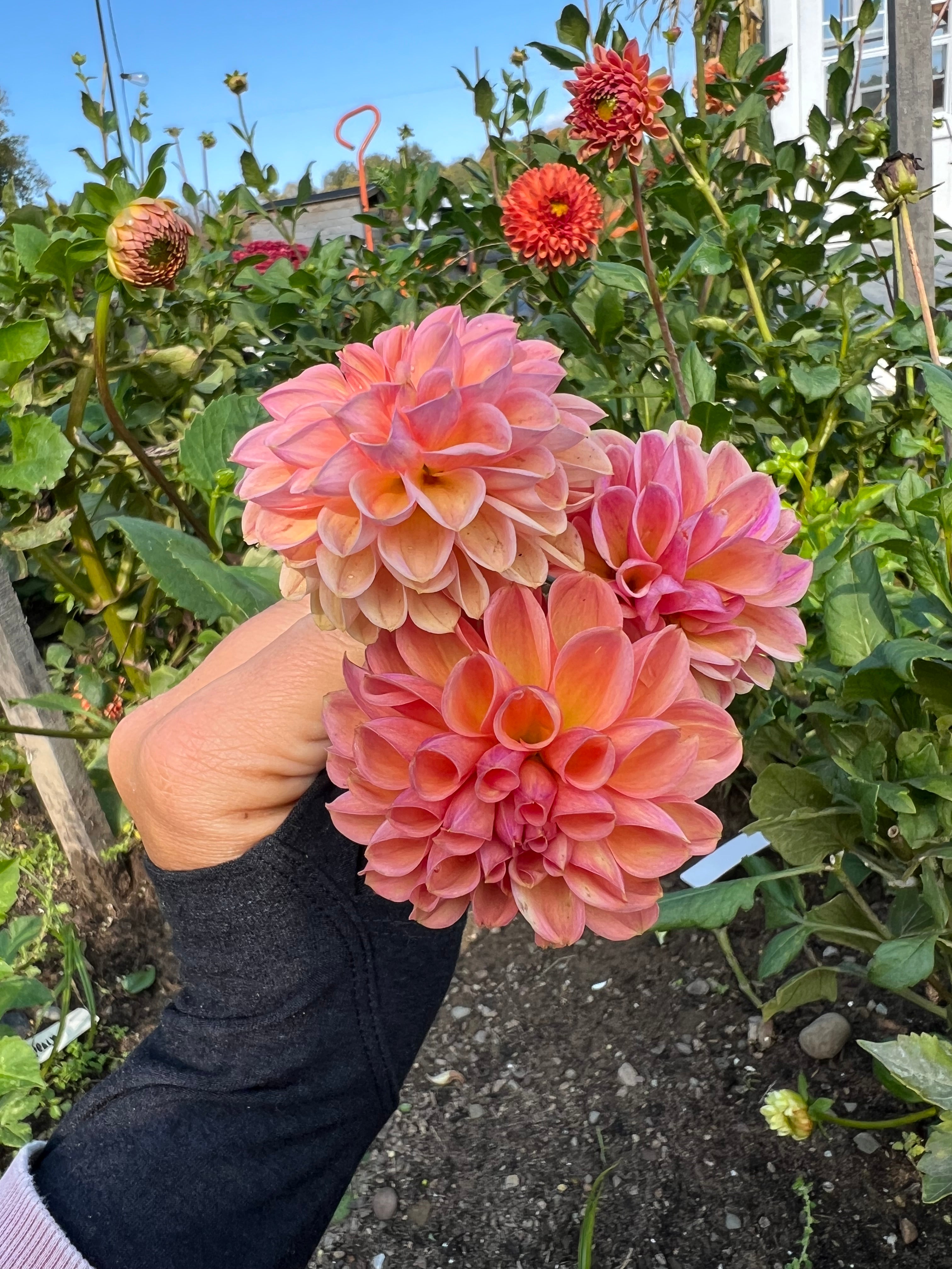 Snoho JoJo – Brushaber Blooms