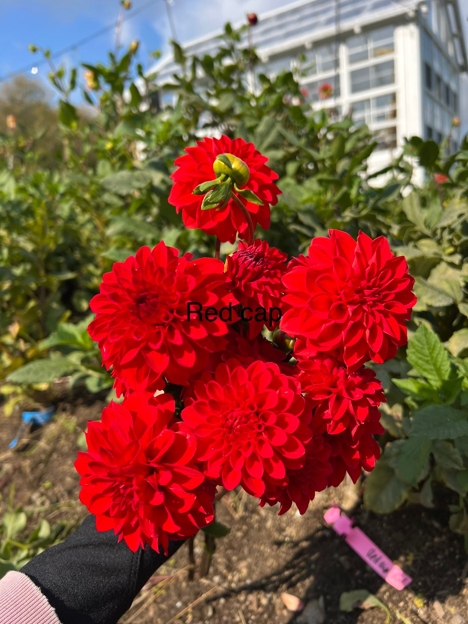 Red Cap – Brushaber Blooms
