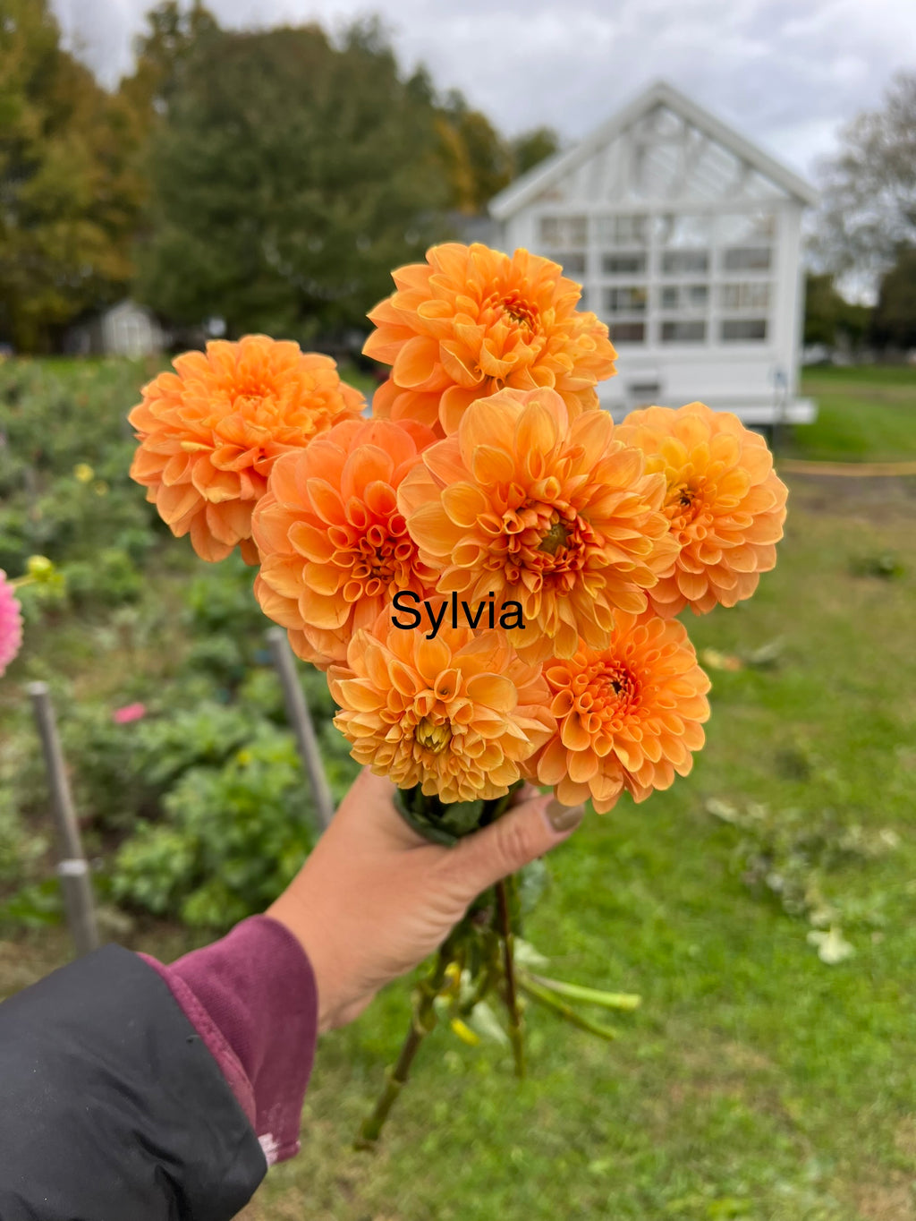 Sylvia – Brushaber Blooms