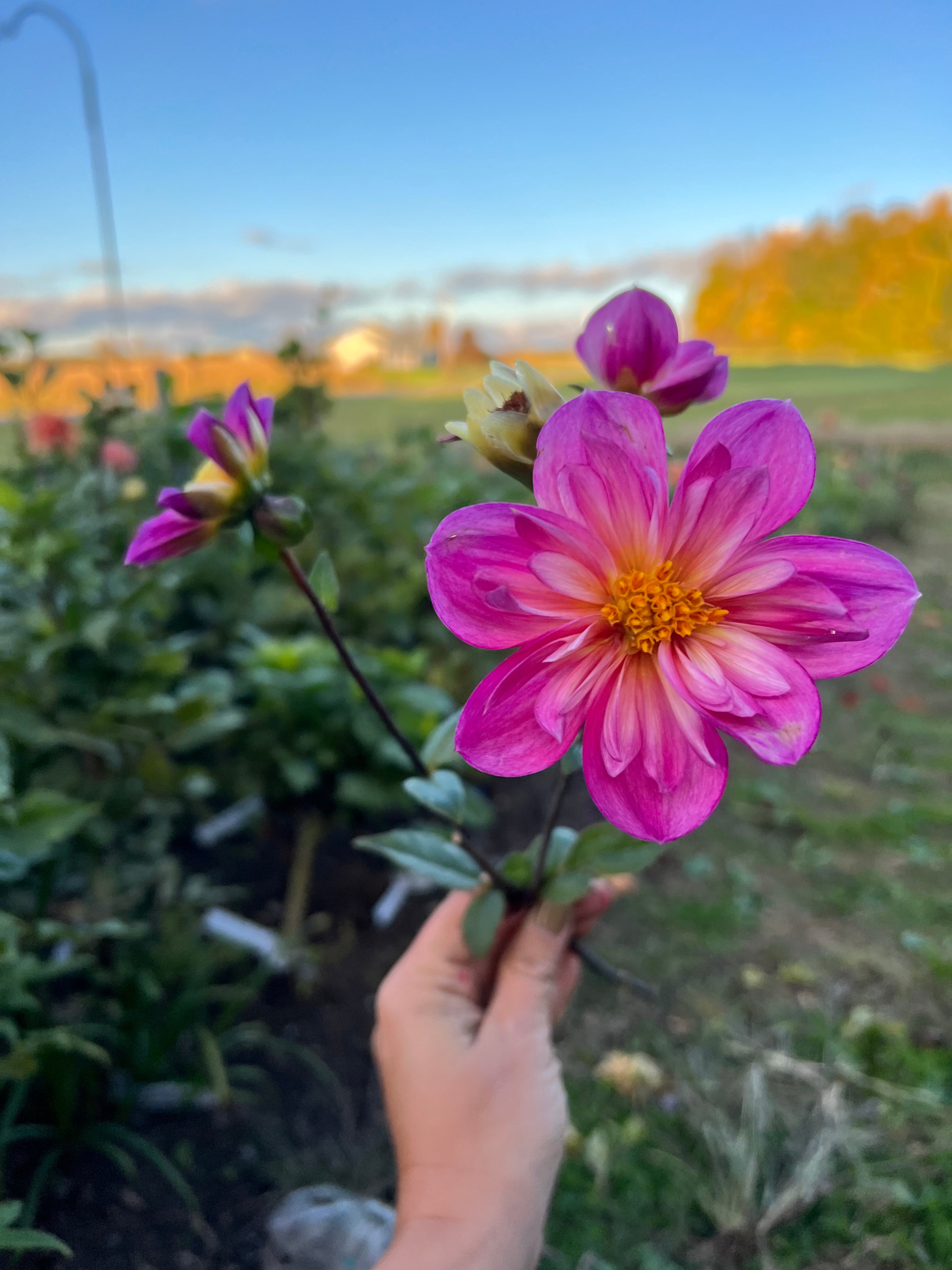 Bloomquist Arise – Brushaber Blooms