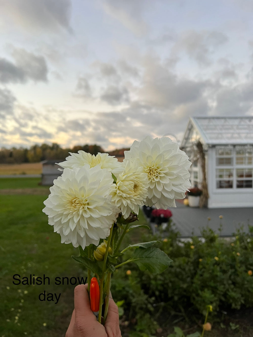 Salish Snow Day – Brushaber Blooms